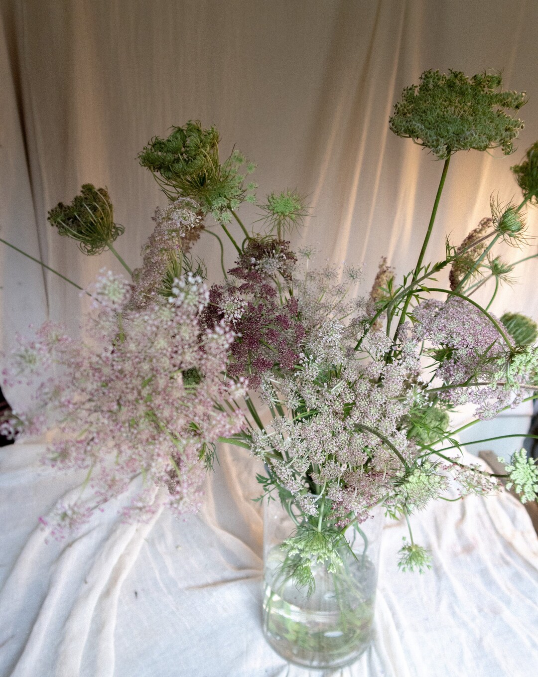 AMMI Dara Chocolate Lace Flower 25 Seeds US Grown - Etsy