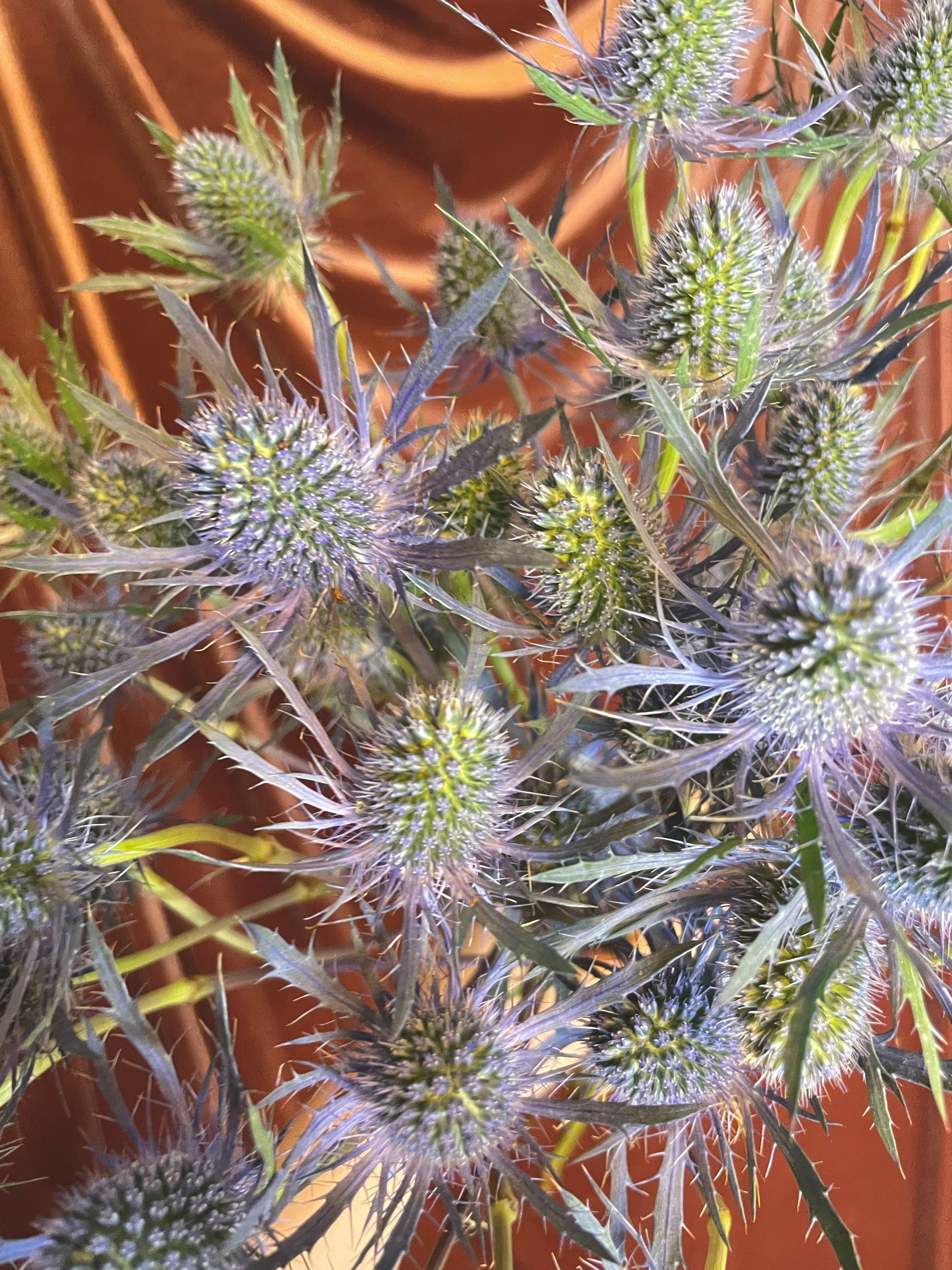 ERYNGIUM Blue Glitter Flat Sea Holly Seeds 50 Flower Seeds - Etsy