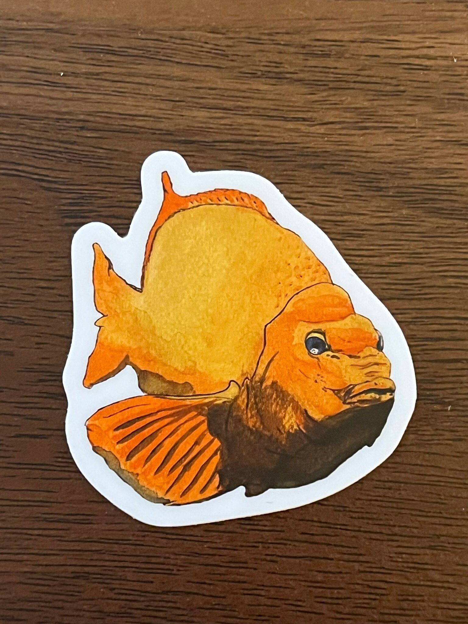 Garibaldi Fish Drawing