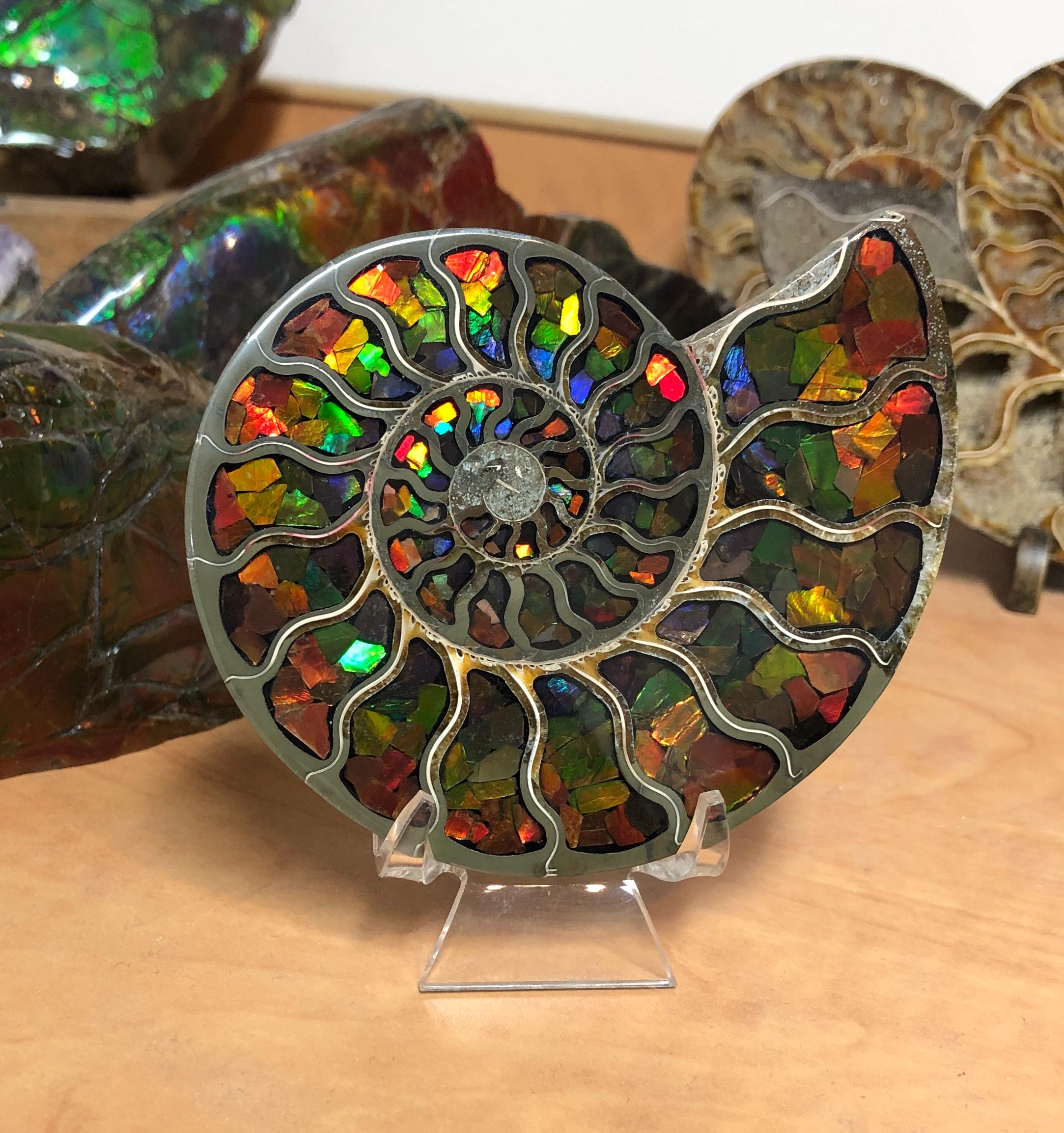 Ammolite Ammonite Fossil Art, Display Piece, Gemstone Beautiful ...