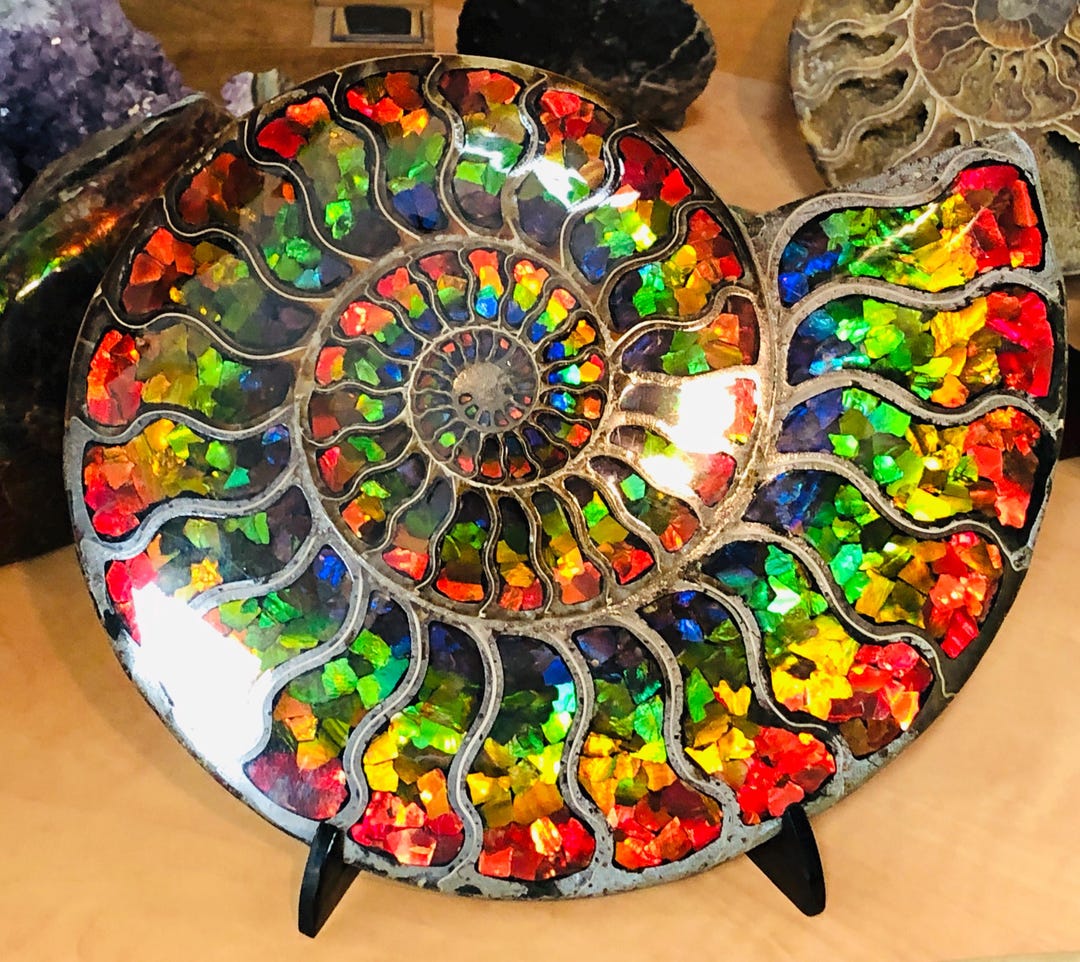 FLASH SALE Amazing Ammolite Ammonite Gemstone Fossil Display Gemstone ...