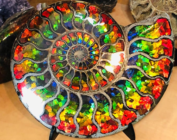 FLASH SALE Amazing Ammolite Ammonite Gemstone Fossil Display Gemstone ...