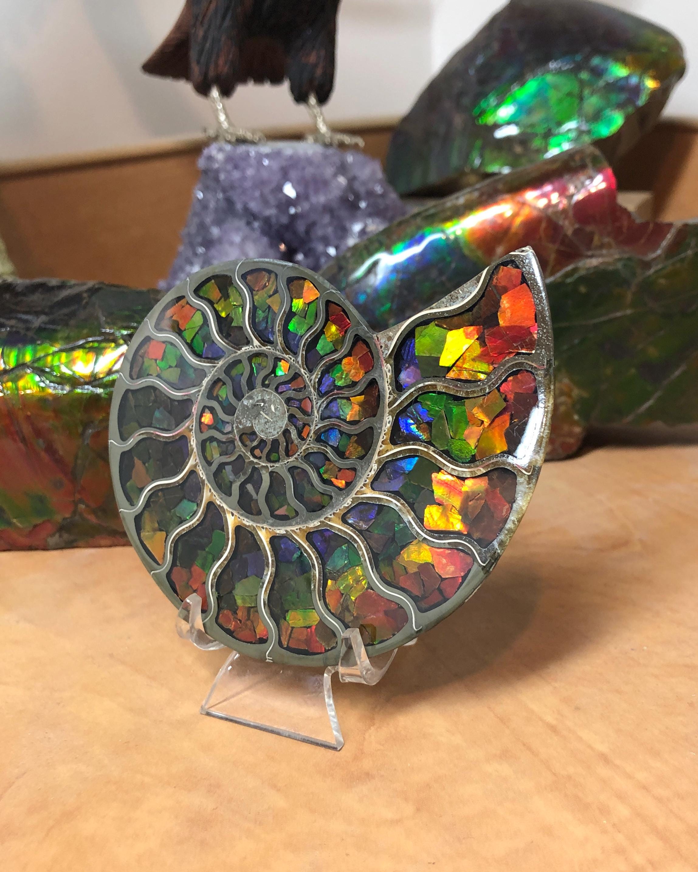 Ammolite Ammonite Fossil Art, Display Piece, Gemstone Beautiful ...