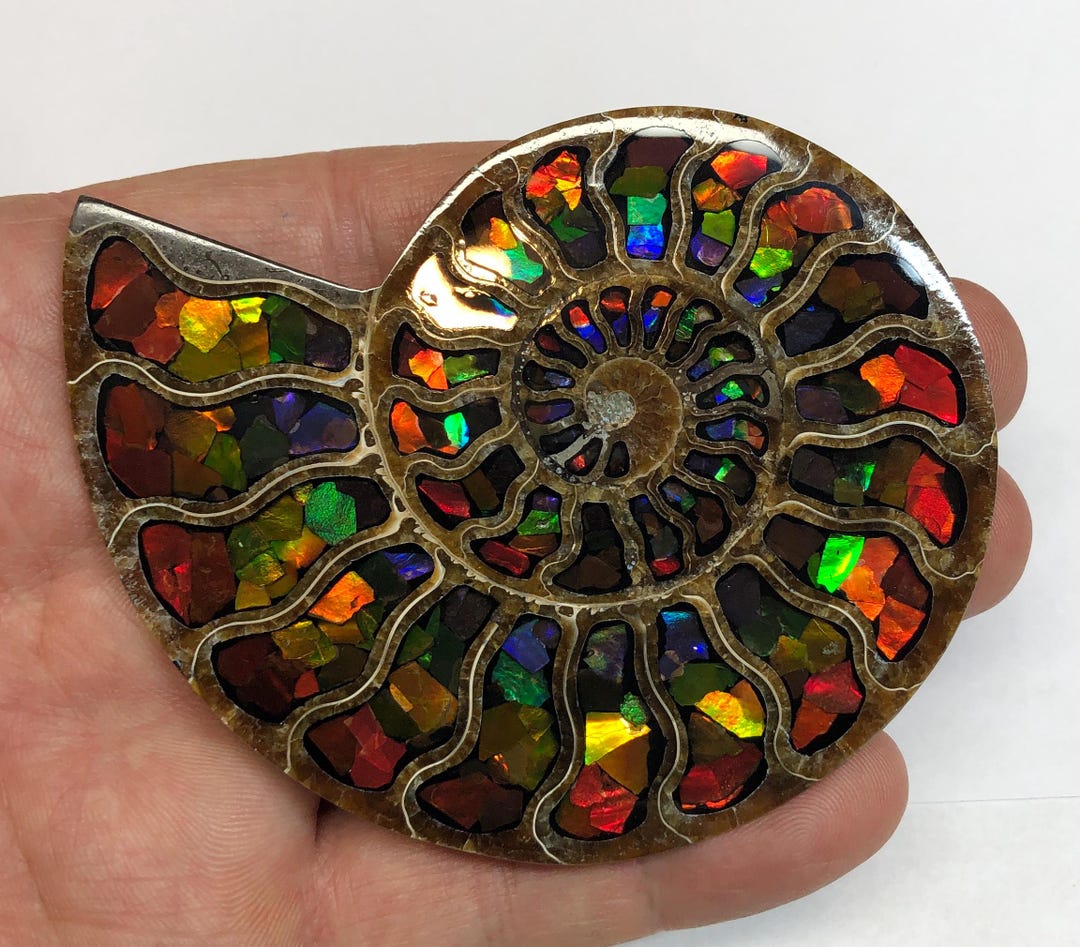 Ammolite Ammonite Fossil Art, Display Piece, Gemstone Beautiful ...