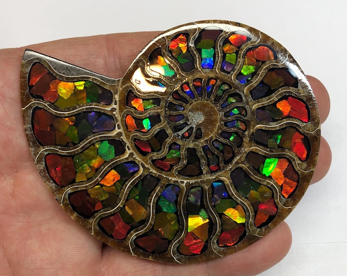 Ammolite Ammonite Fossil Art, Display Piece, Gemstone Beautiful ...
