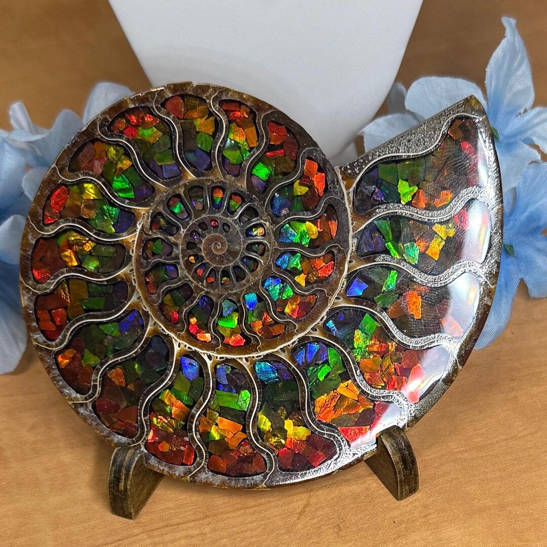 Ammolite Ammonite Fossil Art, Display Piece, Gemstone Beautiful ...
