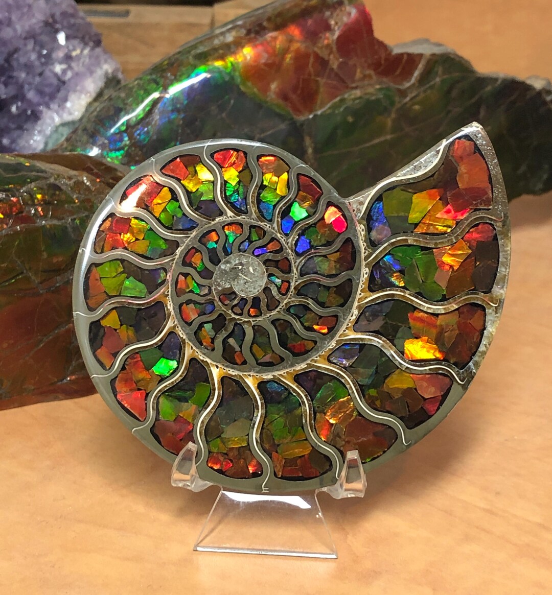 Ammolite Ammonite Fossil Art, Display Piece, Gemstone Beautiful ...