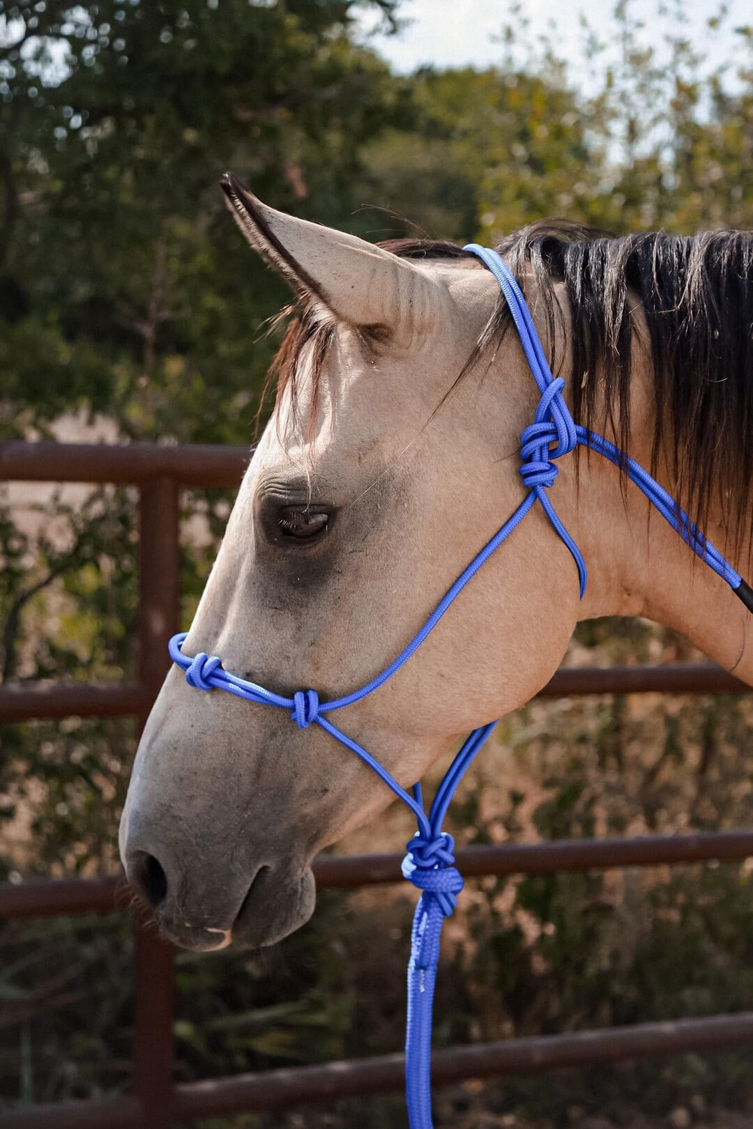 Stiff Rope Halters - Etsy