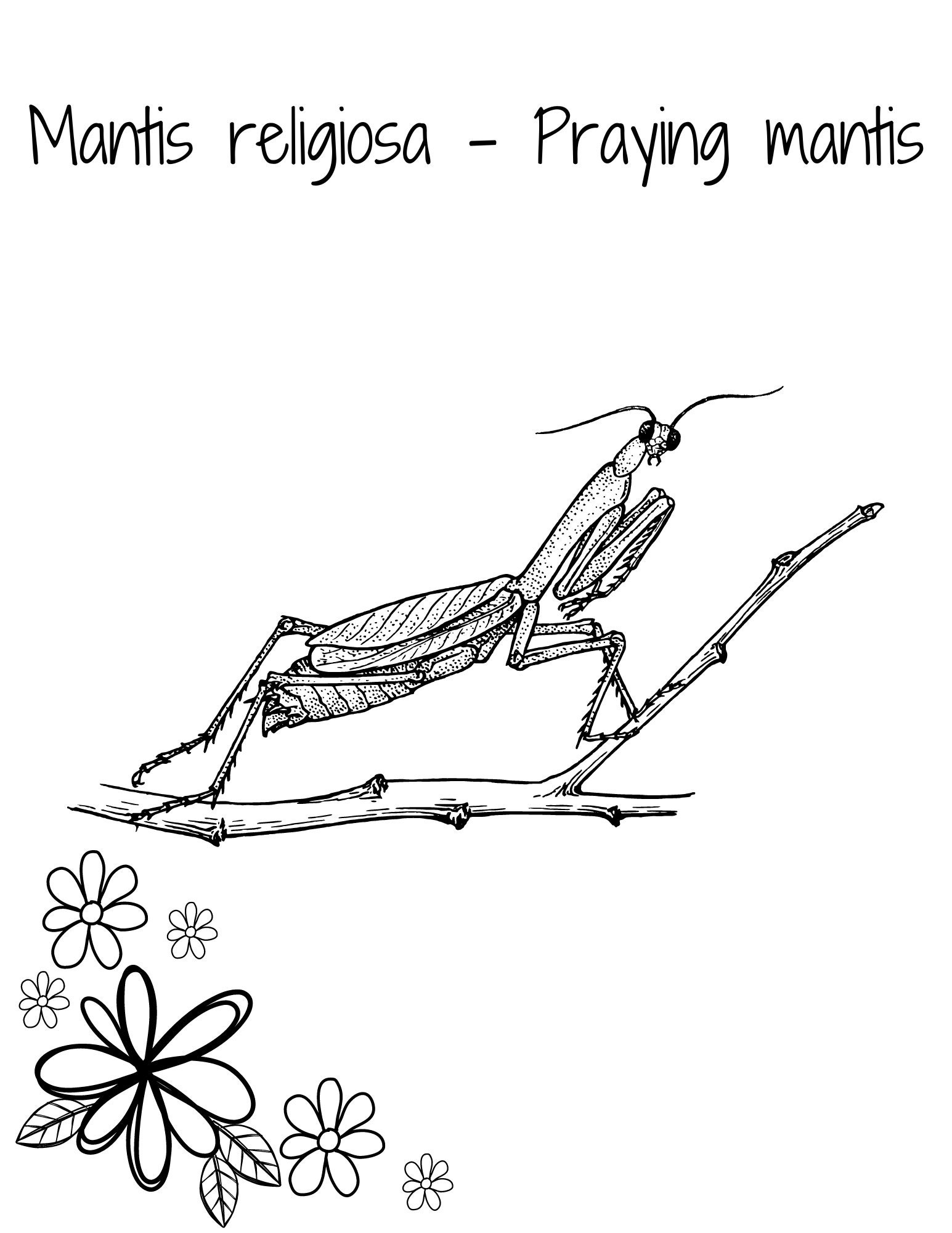 Mantis Religiosa – Praying Mantis Coloring Sheet Kid's Coloring Page ...