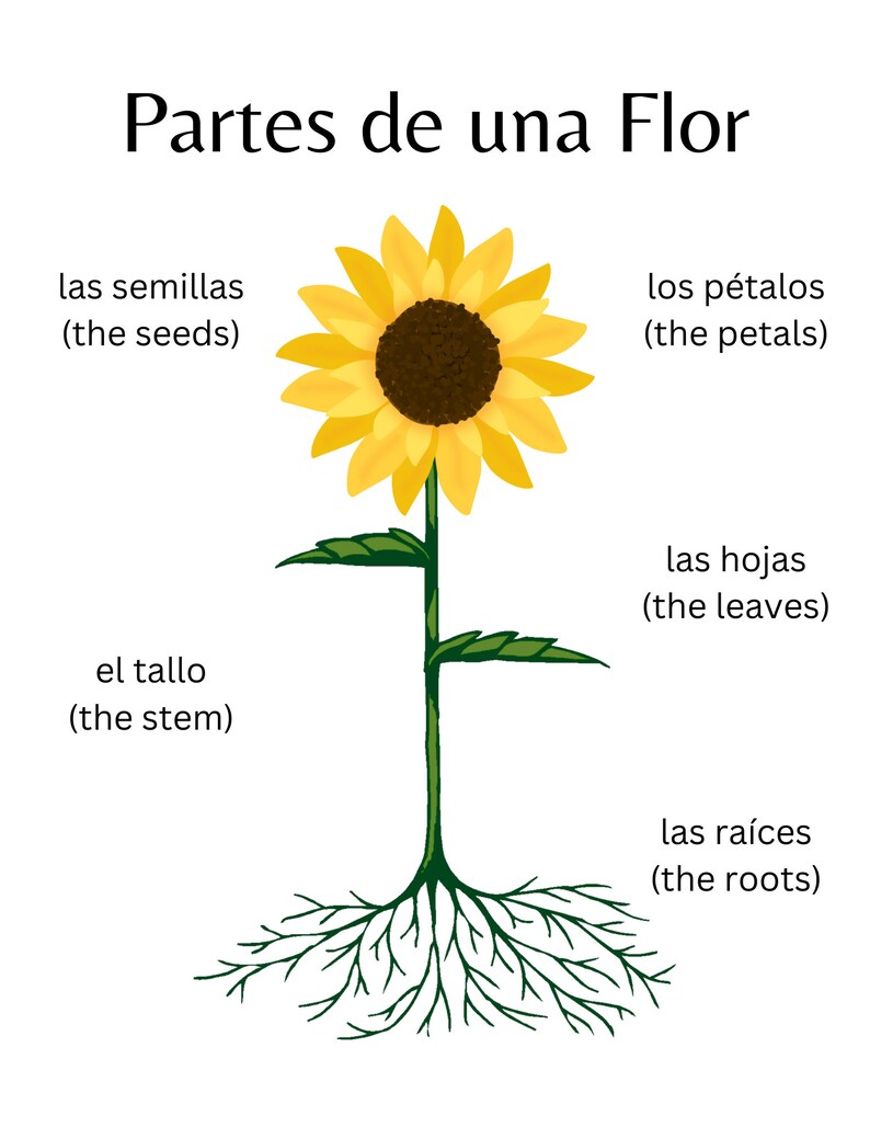 Partes De Una Flor Wall Art Archivo Digital Science Printable Parts of ...