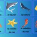 Sea Animals Spanish Flashcards Preschool Sea Creature Cards Learning ...