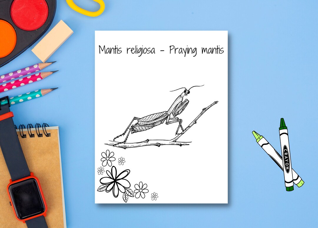 Mantis Religiosa – Praying Mantis Coloring Sheet Kid's Coloring Page ...