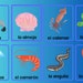 Sea Animals Spanish Flashcards Preschool Sea Creature Cards Learning ...