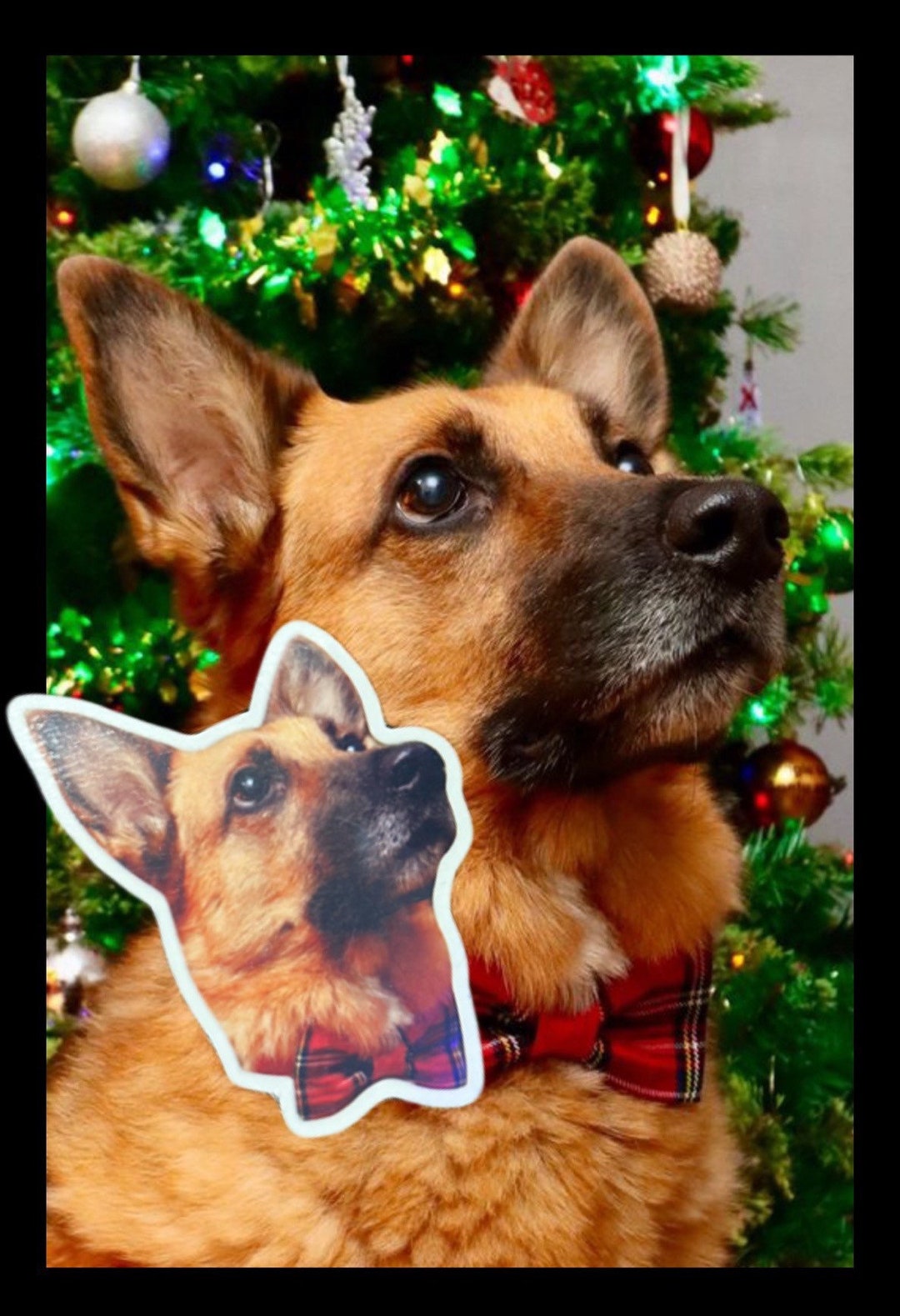 Personalised Pet Stickers - Turn Your Pet Into Stickers. Cats, Dogs Any ...