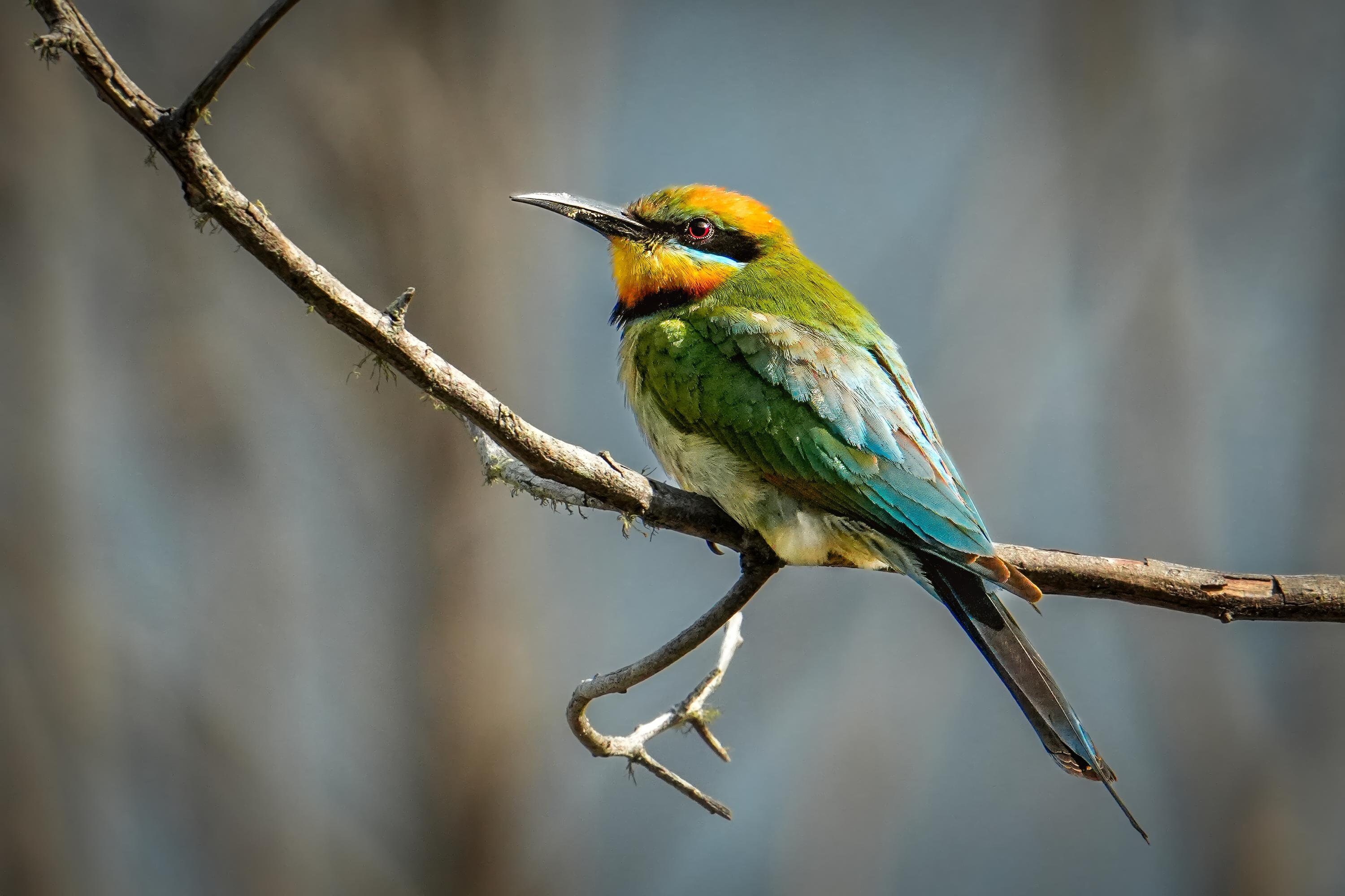 Rainbow Bee-eater Photo Digital Download Australian Wildlife Wall Art ...