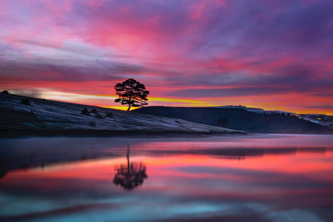 Solo Tree Silhouette at Pink Purple Sunset on Lake Digital Download ...