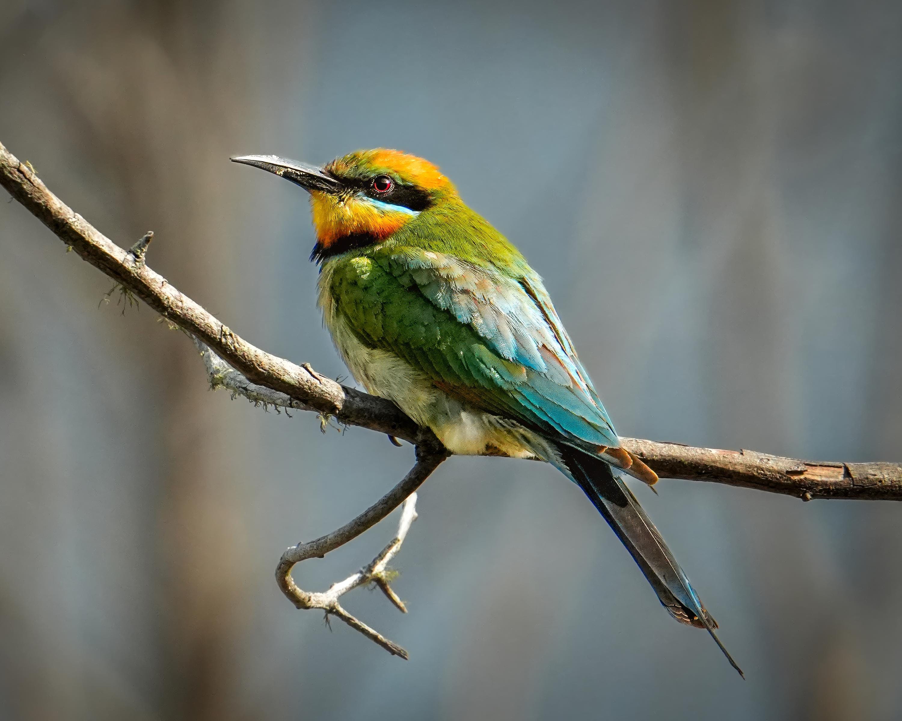 Rainbow Bee-eater Photo Digital Download Australian Wildlife Wall Art ...