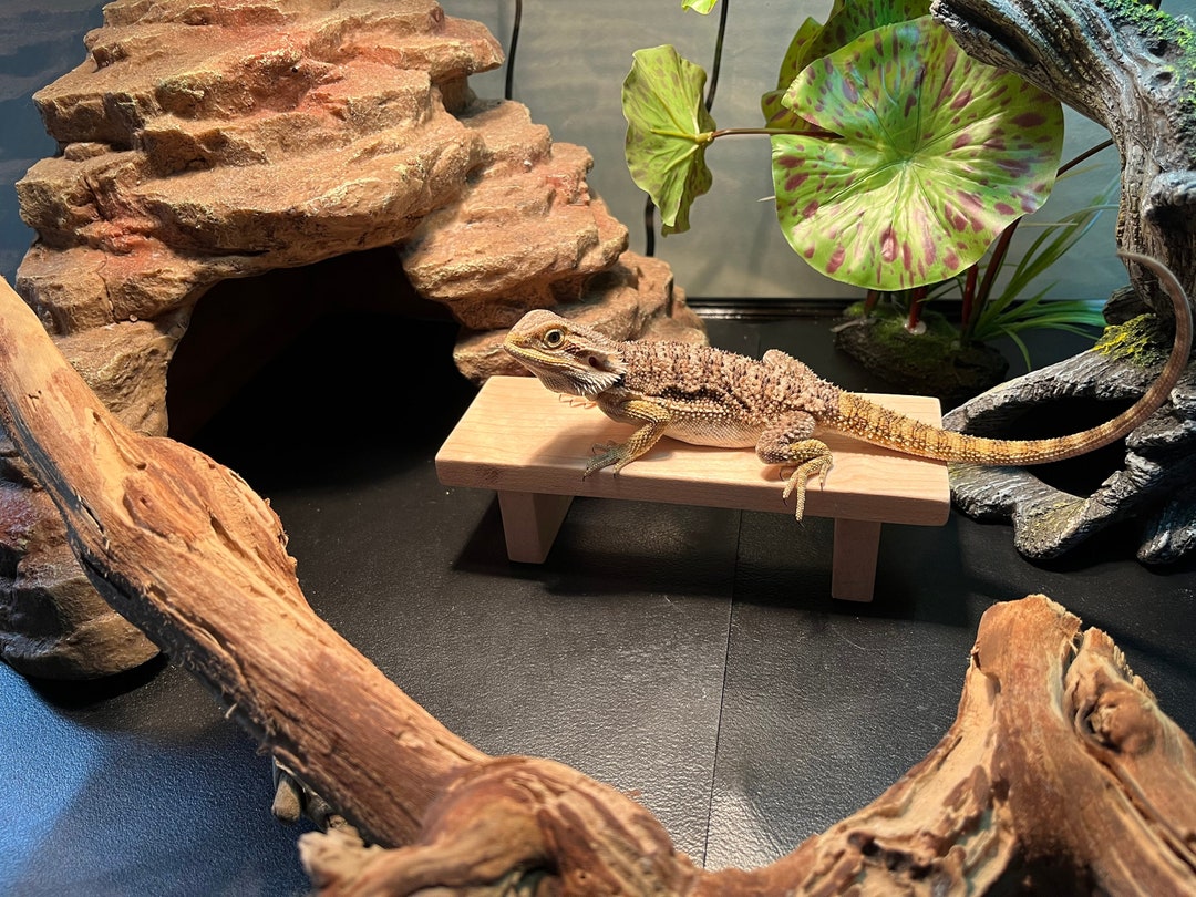 Bearded Dragon Bench - Etsy