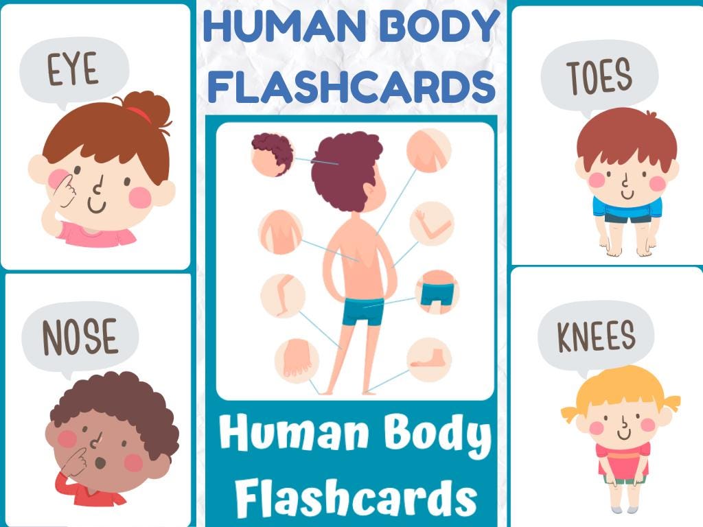 19 Pages Human Body Flashcards for Kids,kids Workbook,preschool ...