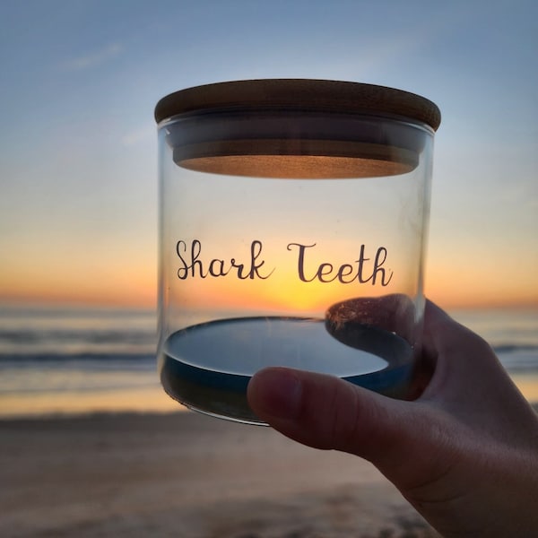 Shark Tooth Display - Etsy