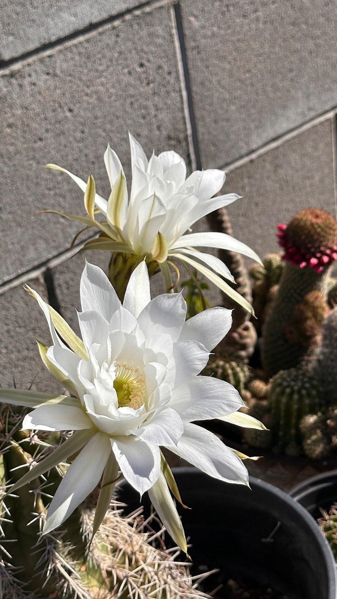5” White Easter Lily Cactus Echinopsis Oxygona Bare-root Live Plant - Etsy