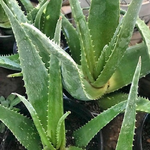 12” Aloe Vera Cactus Plant Ayurvedic Herbal Holistic Natural Health ...