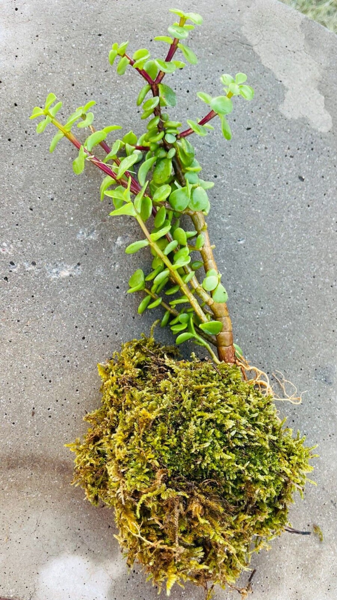 Portulacaria Afra Air Purifier Good Luck Jade Tree Bonsai Elephant Bush ...