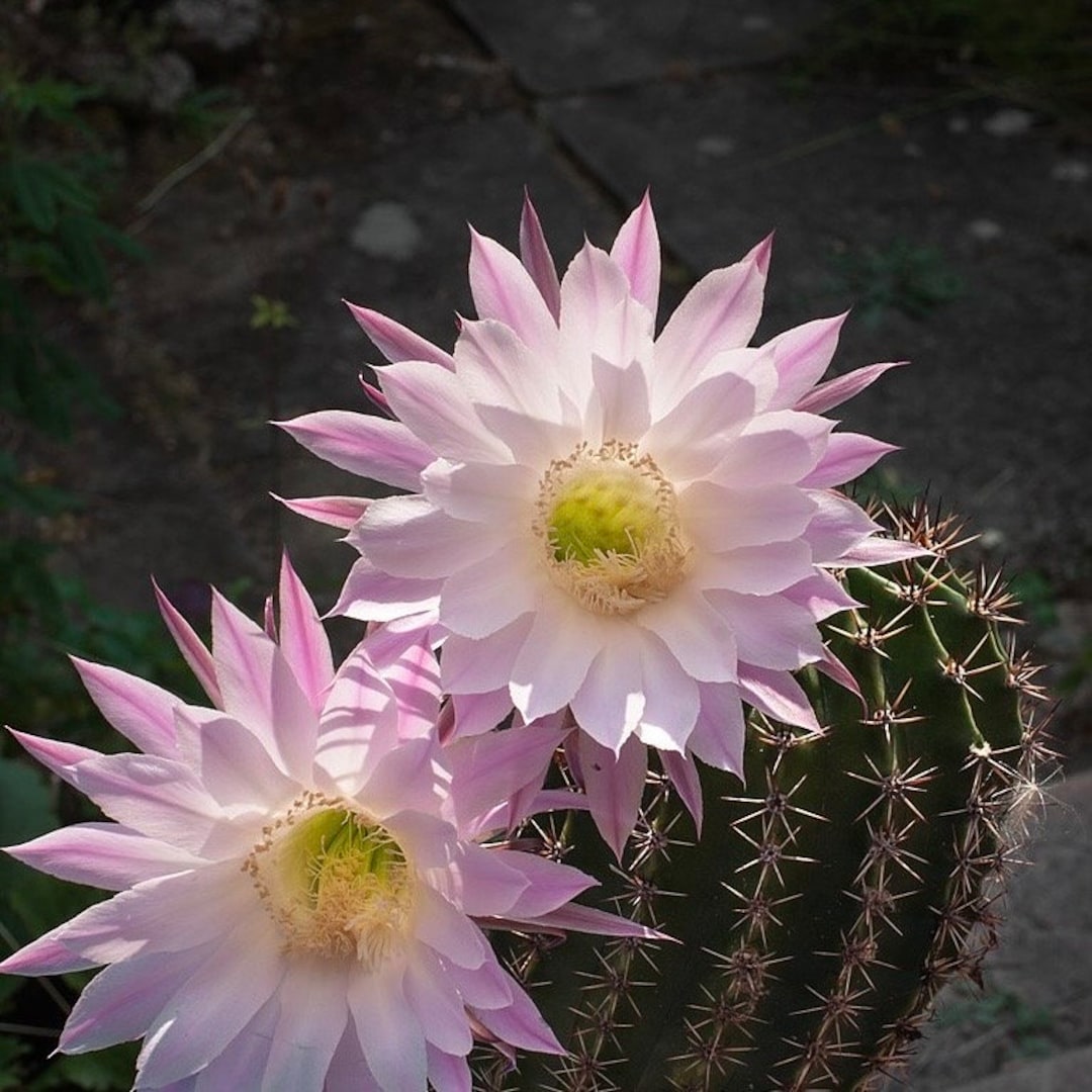 Easter Lily Cactus 3 Pups Rooted Echinopsis Oxygona Purple Flower Live ...