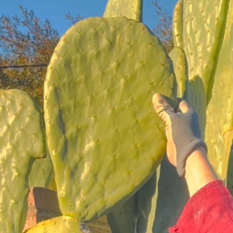 Prickly Pear Opuntia Ficus-indica Burbank Spineless Nopal - Etsy