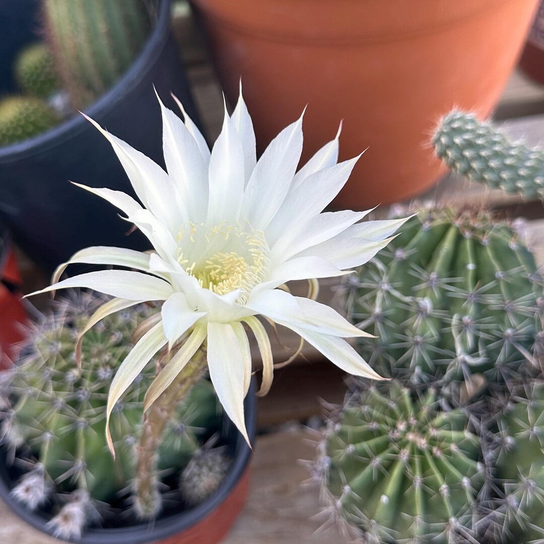 2” White Easter Lily Cactus 3 Starter Pups Echinopsis Oxygona Live ...
