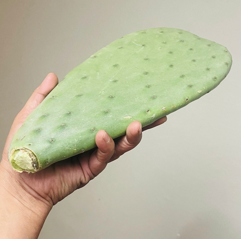 Prickly Pear Cactus Fruit Tree (4 Pads) Opuntia Ficus-indica Burbank ...
