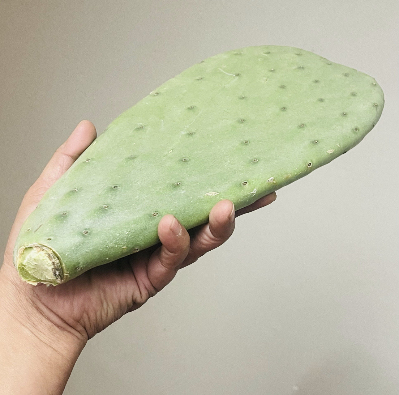 Prickly Pear Opuntia Ficus-indica Burbank Spineless Nopal - Etsy