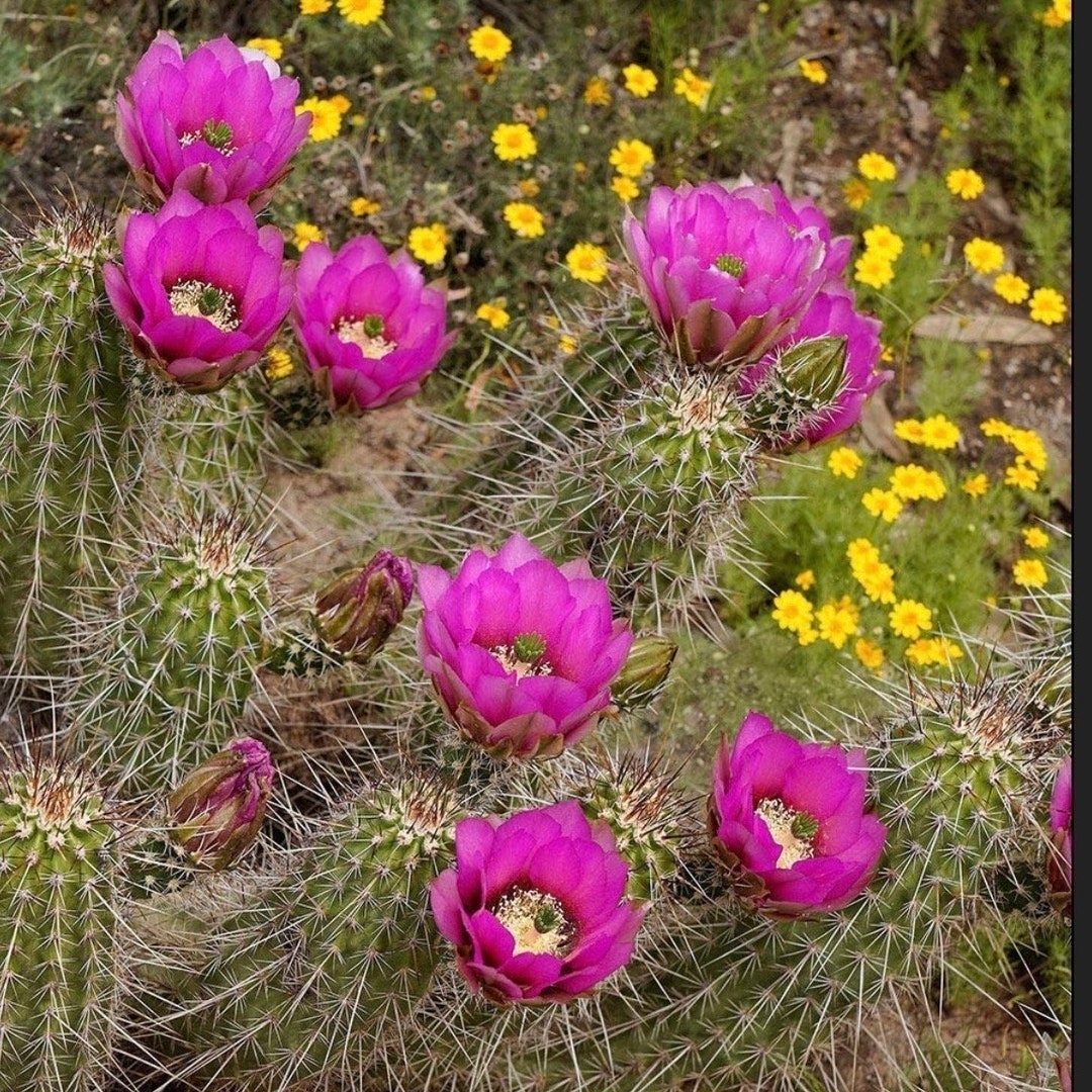 10 Pink Flower Cactus Christianaluiz