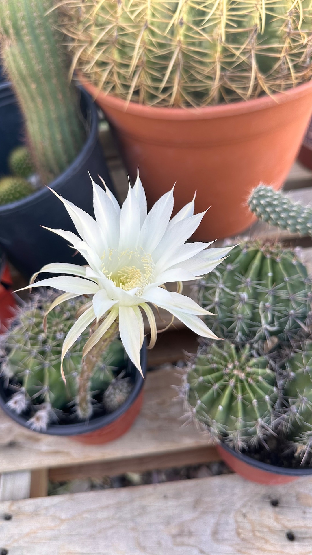 2 White Easter Lily Rooted Cactus Echinopsis Oxygona Live Plant - Etsy