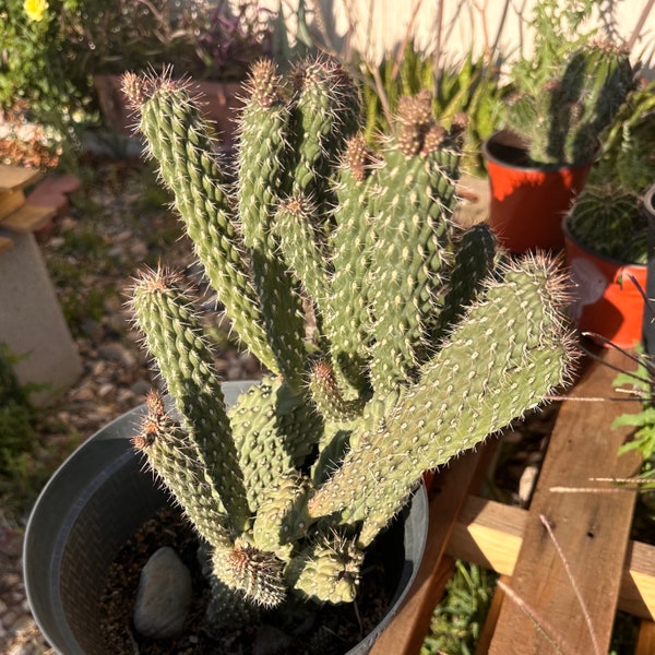 Cholla Planter - Etsy