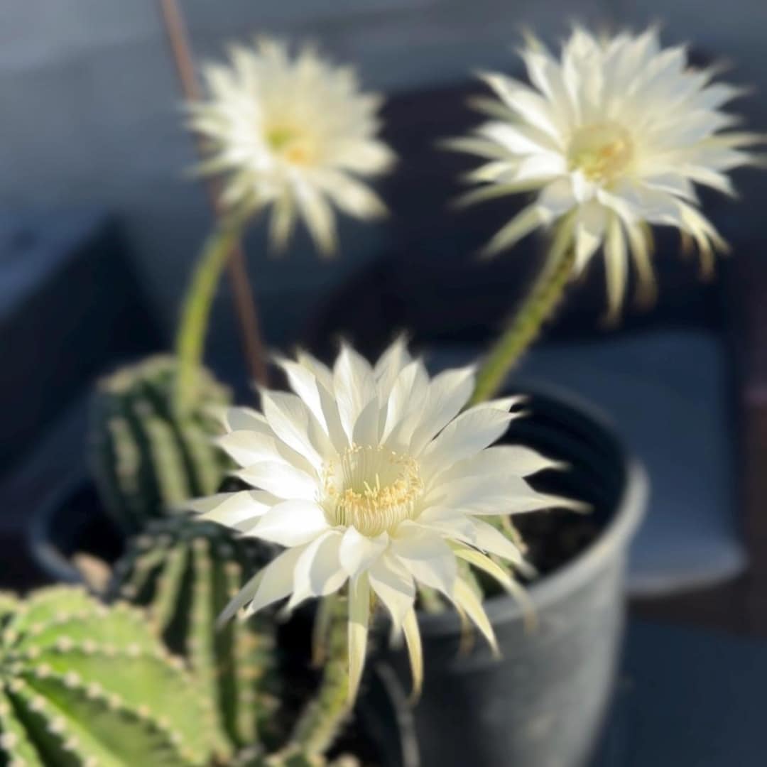 7” White Easter Lily Cactus Echinopsis Oxygona Bare-root Live Plant - Etsy