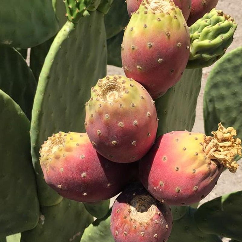 Thornless Opuntia Prickly Pear - Etsy