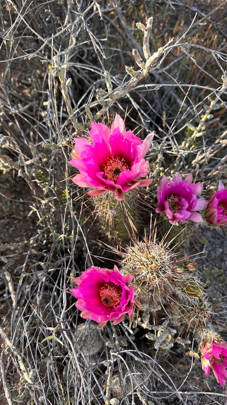 6" Arizona Hedgehog Cactus Cutting Strawberry Pink - Etsy