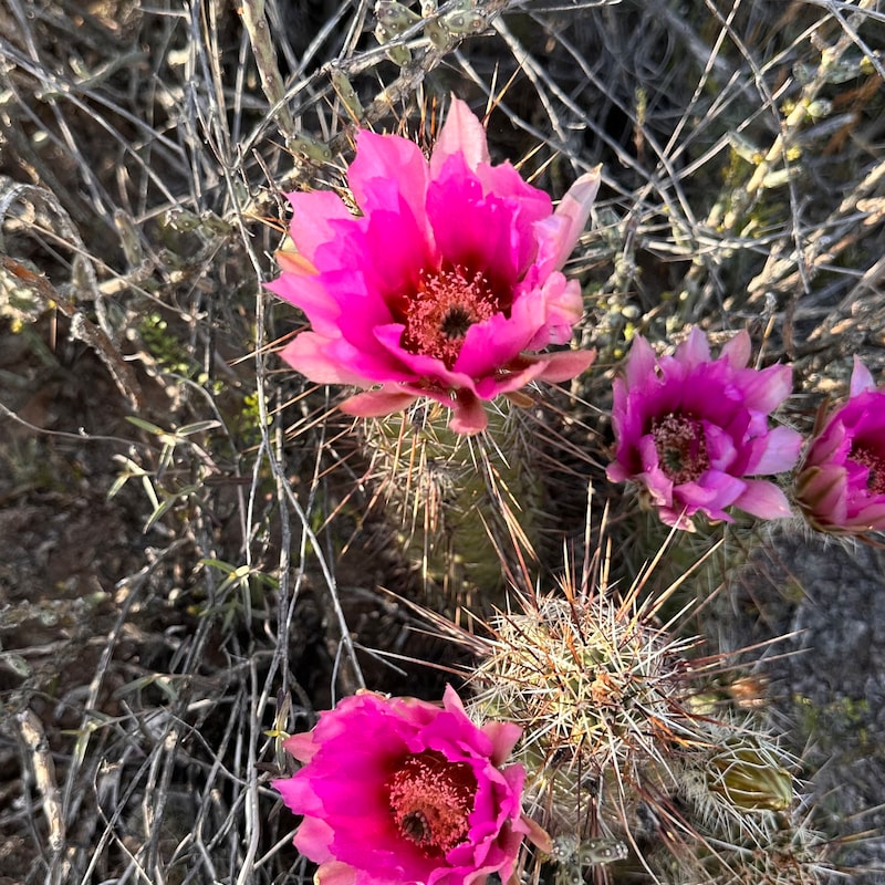 Cactus Cutting - Etsy