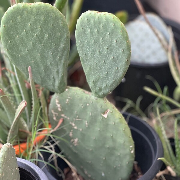 Thornless Opuntia Prickly Pear - Etsy