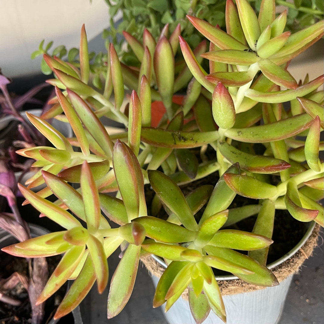 6 Rooted Firestorm Sedum Adolphi Succulent Bareroot - Etsy