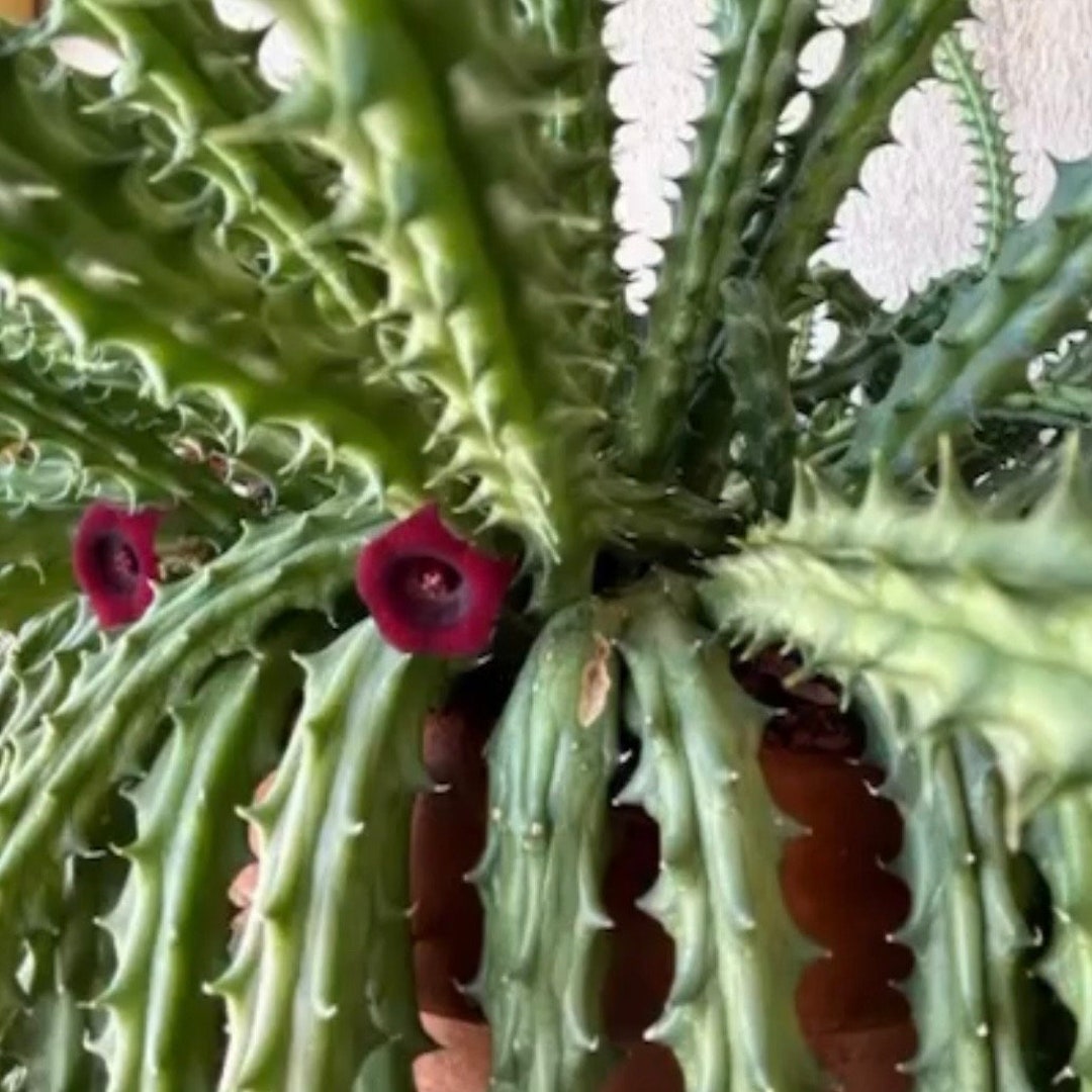 4 Cuttings Red Dragon Flower Cactus Cuttings Huernia Schniederiana - Etsy