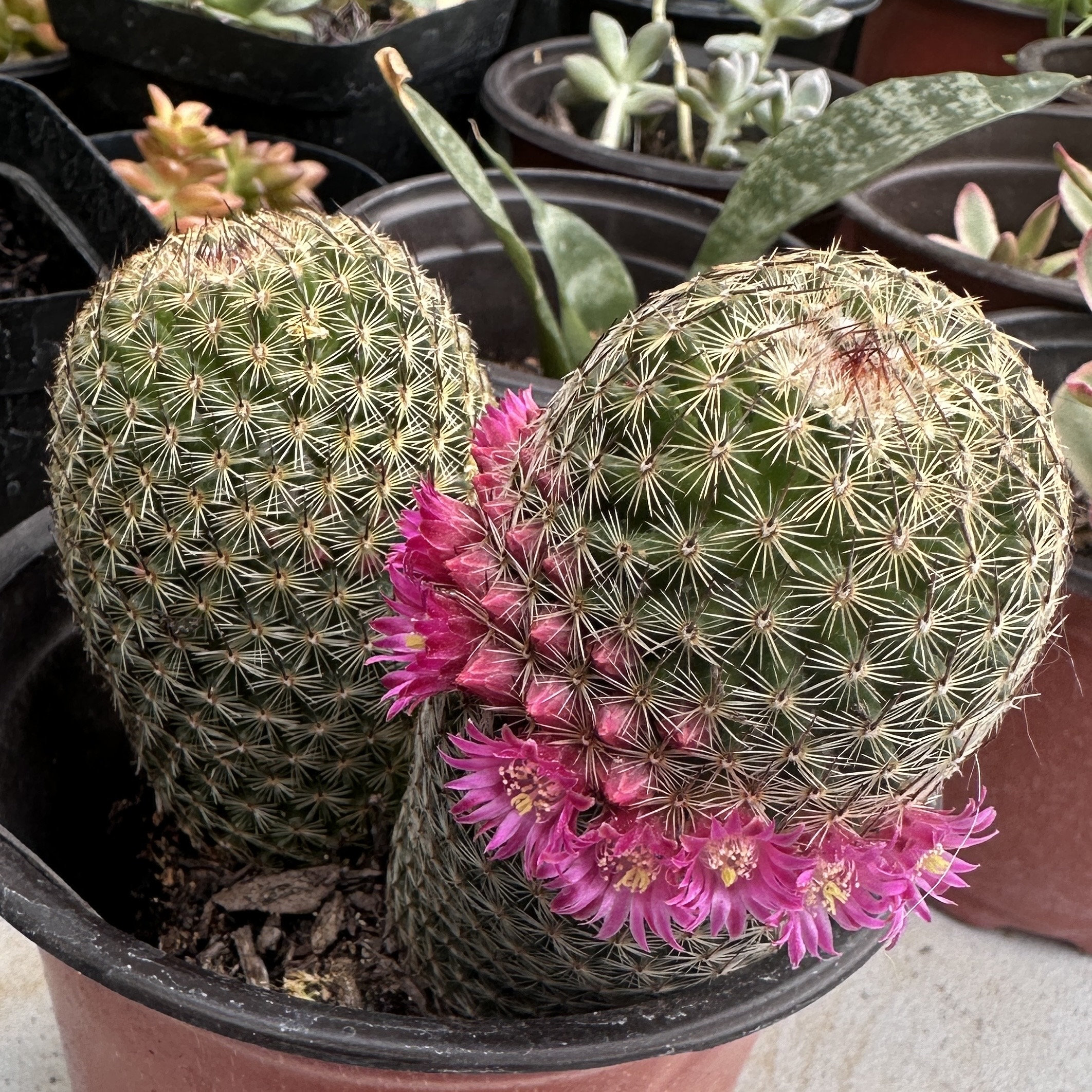 6" Mammillaria Matudae Thumb Cactus Bareroot - Etsy