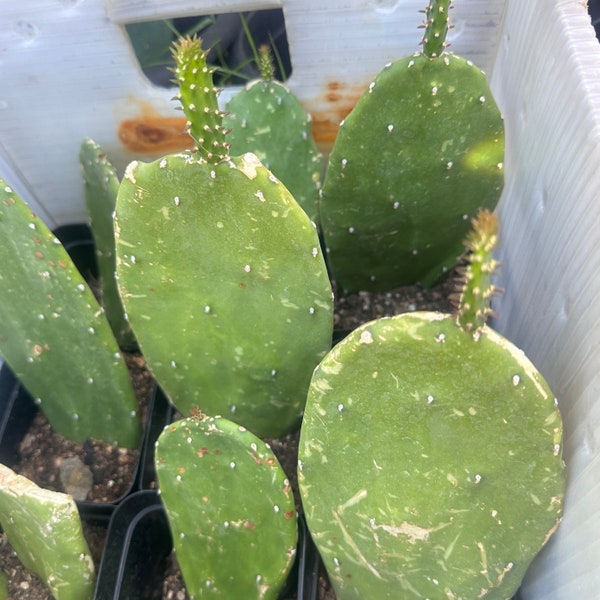 Thornless Prickly Pear - Etsy