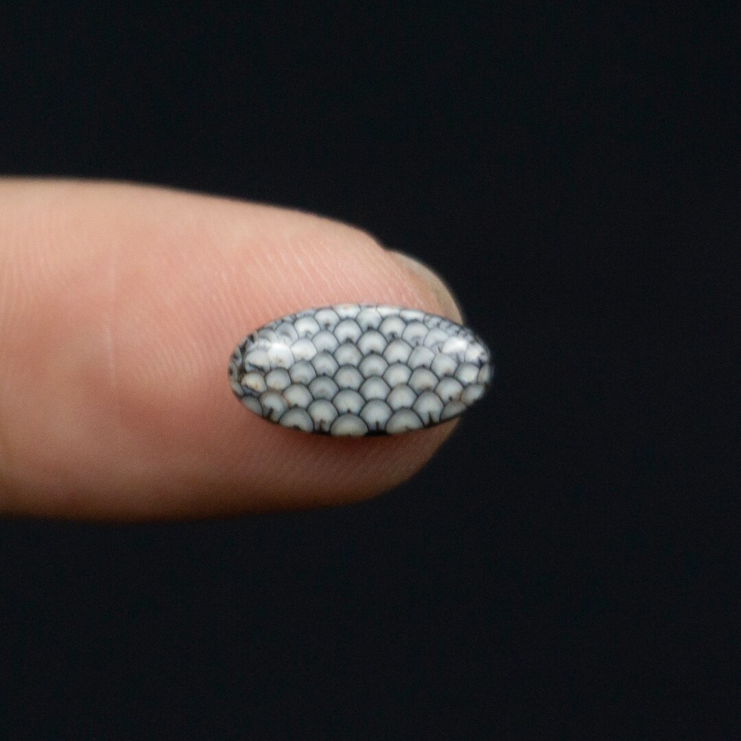 Snake Skin Stone Wrasse Teeth Fossil - Etsy