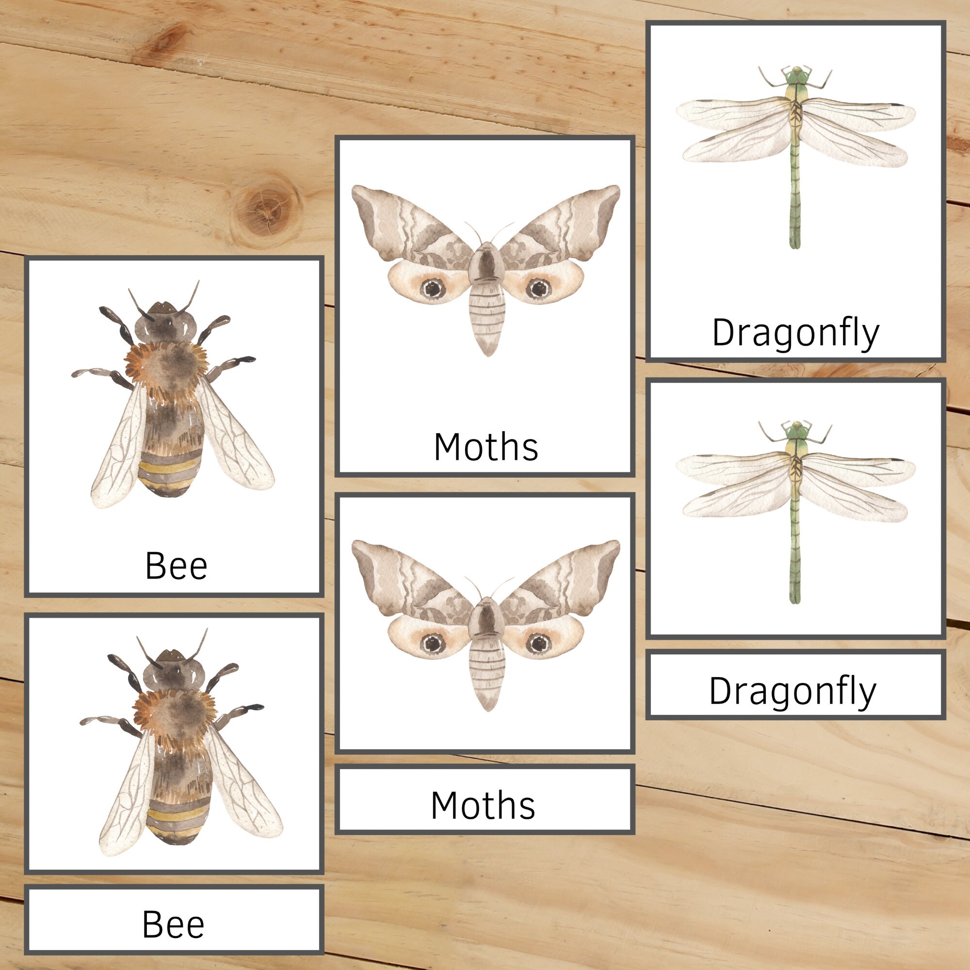 Insects Collection-montessori Printable 12 Set Cards. Insects ...