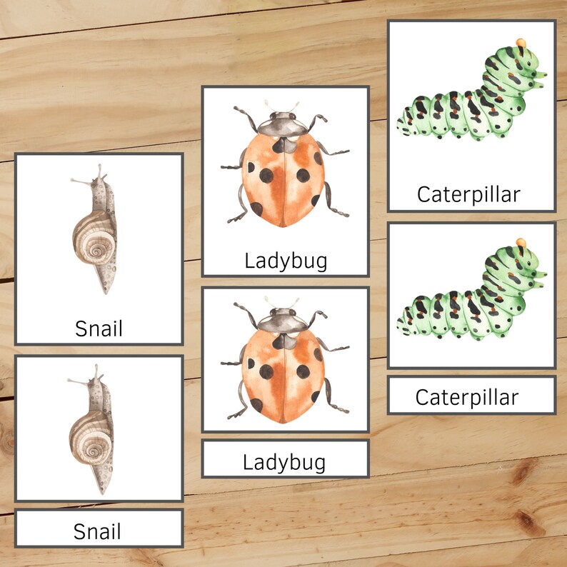 Insects Collection-montessori Printable 12 Set Cards. Insects ...
