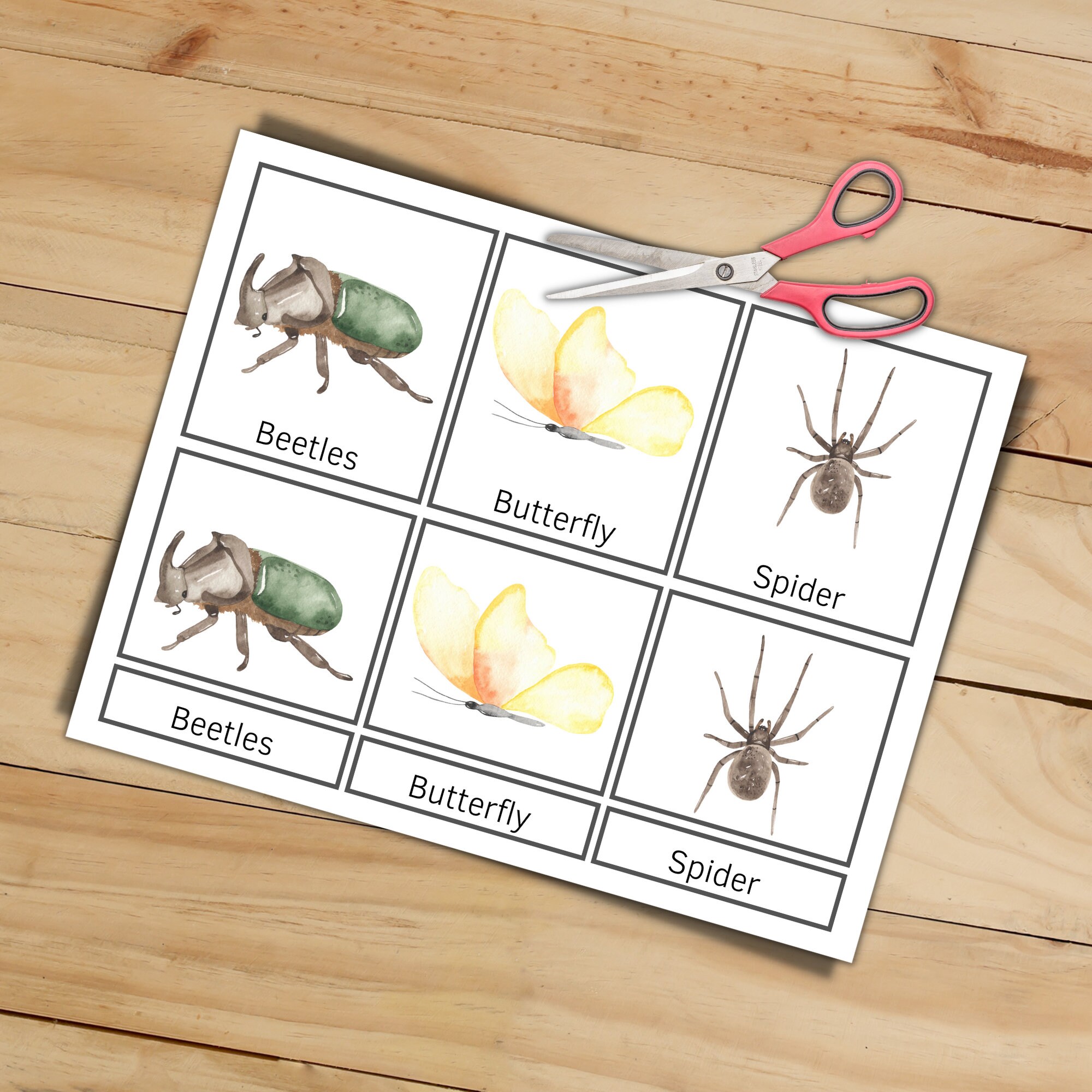 Insects Collection-montessori Printable 12 Set Cards. Insects ...
