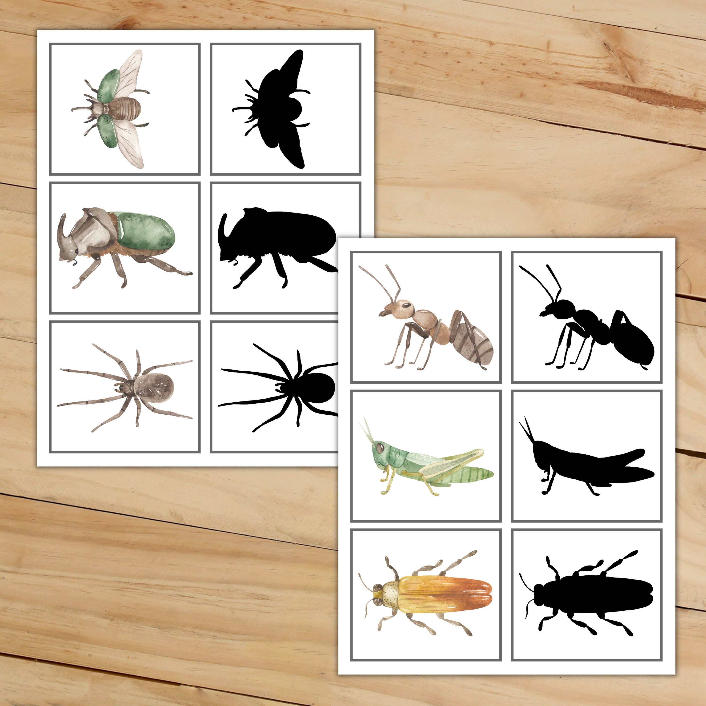 Insects Collection Shadow Matching Cards. Montessori Insects Preschool ...