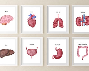 8 Organs Wall Art - Etsy